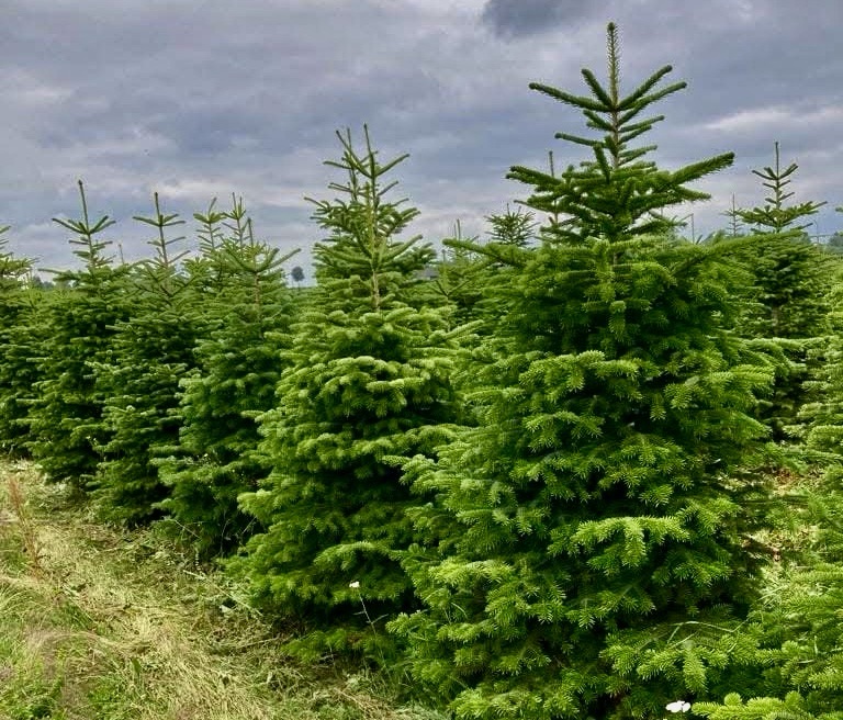 Brazii naturali de Crăciun vor fi mai scumpi anul acesta cu până la 10%